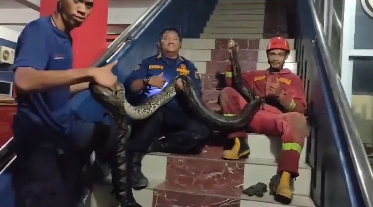 Warga Marpoyan Damai Temukan Ular Piton 4 Meter Di Saluran Air ...