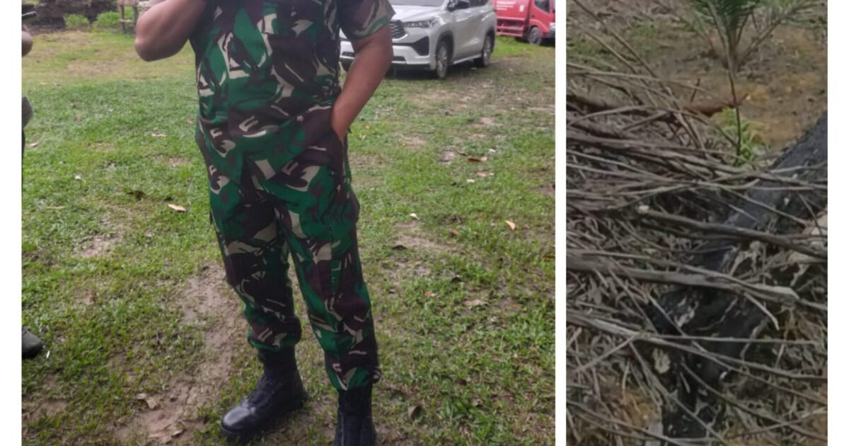 Jejak Akasia di Hutan Konservasi, RAPP Berkontribusi Rusaknya TNTN ...