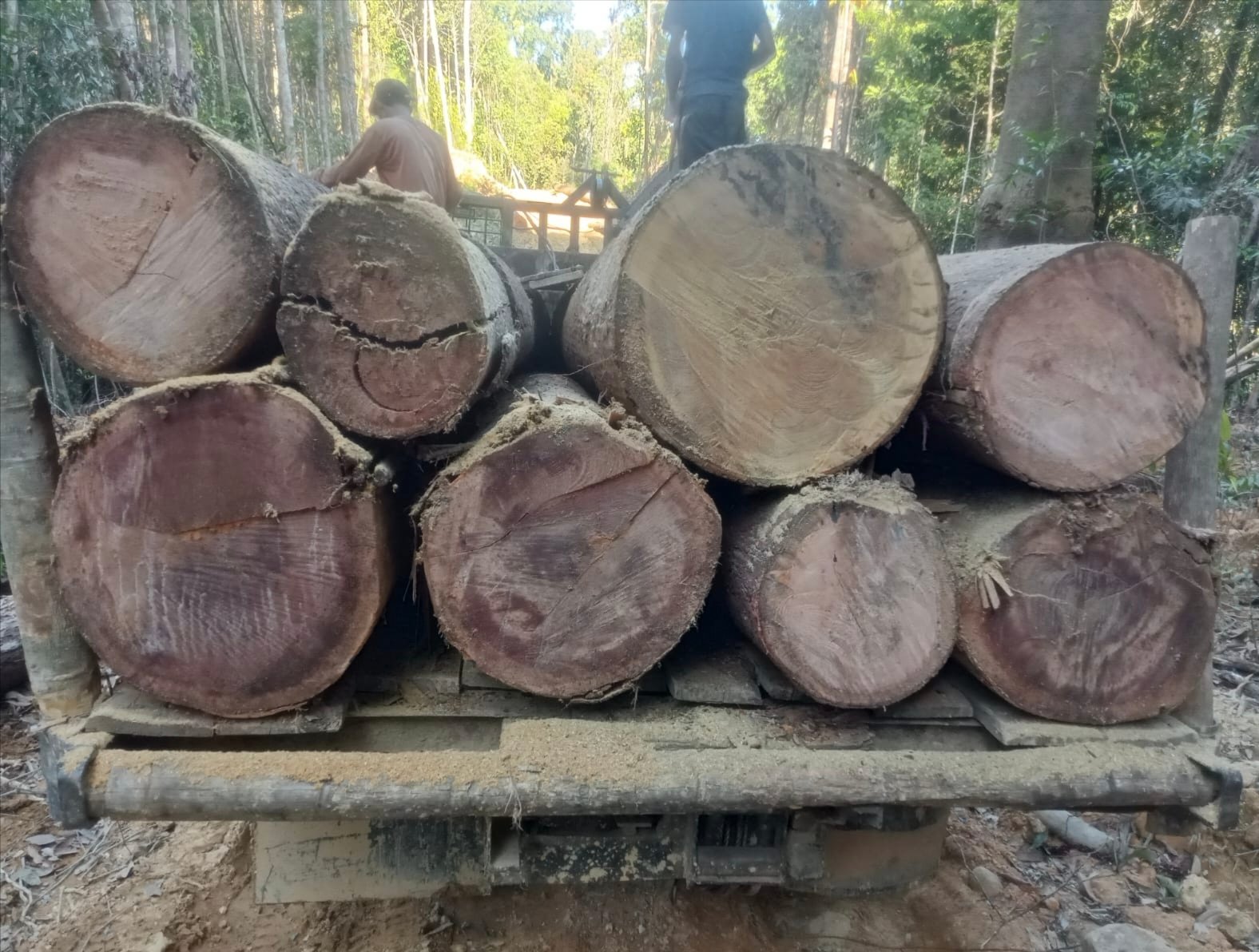 Bukti Sudah di Kumpulkan, "Kndr" Pelaku Ilegaloging Hutan Lindung di ...