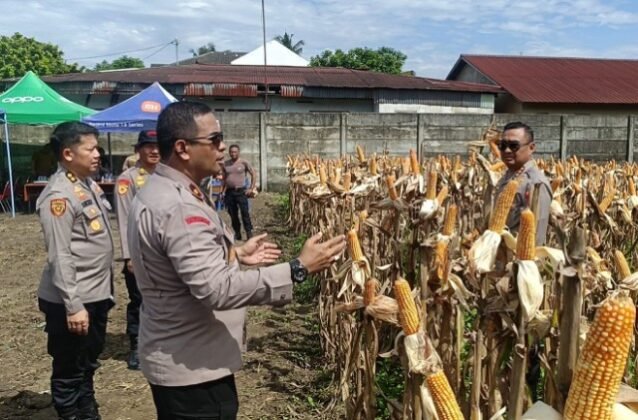 Gladi Kotor, Polsek Kulim Matangkan Persiapan Panen Jagung Kuartal II ...